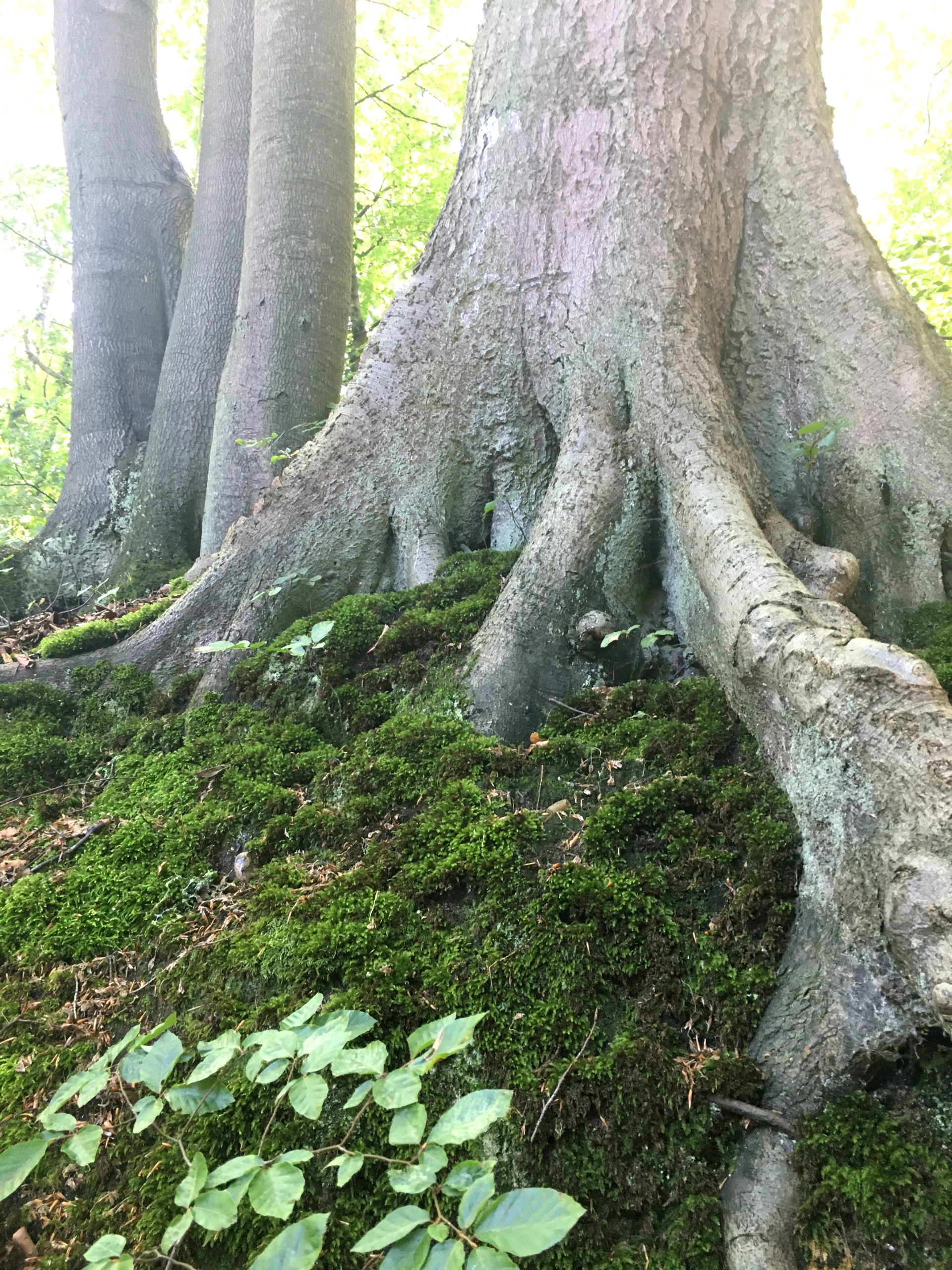 Waldbaden und Waldtherapie in Hamburg und Schleswig-Holstein